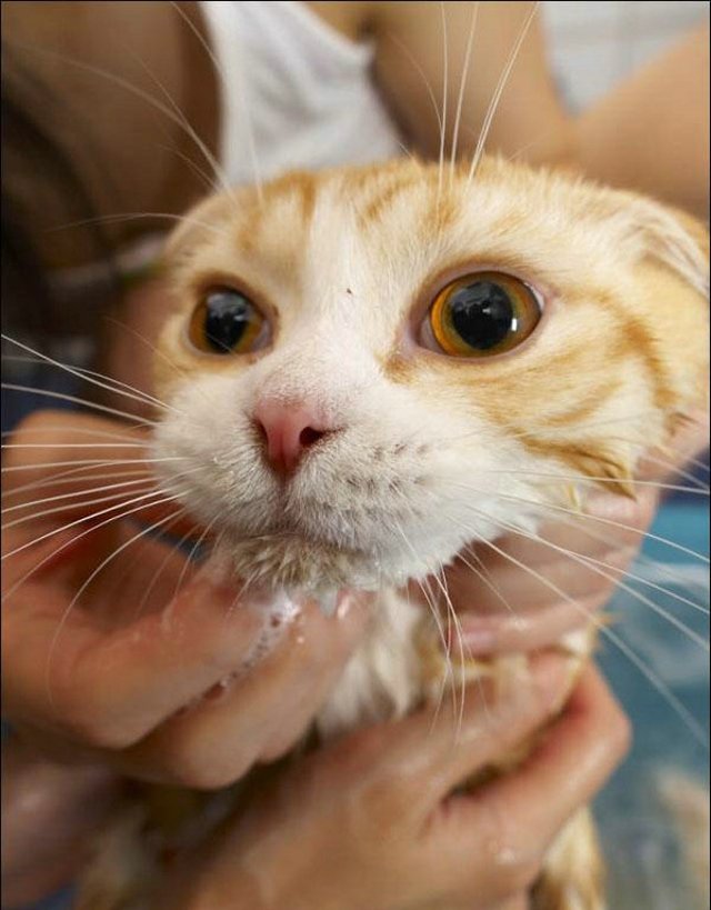 Cat’s worst nightmare (15 photos) - Izismile.com