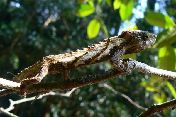 Mount Mabu, the last untouched place n the world (17 photos) - Izismile.com