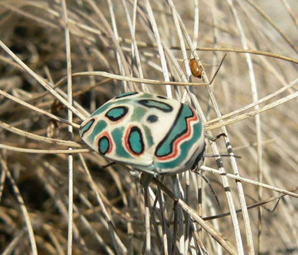 Mount Mabu, the last untouched place n the world (17 photos) - Izismile.com