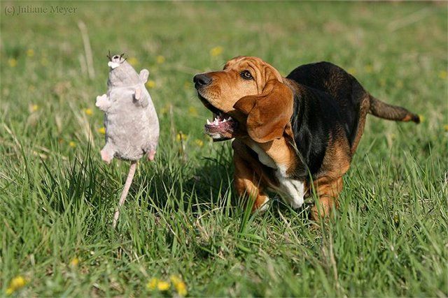 Funny Dogs (29 photos) - Izismile.com