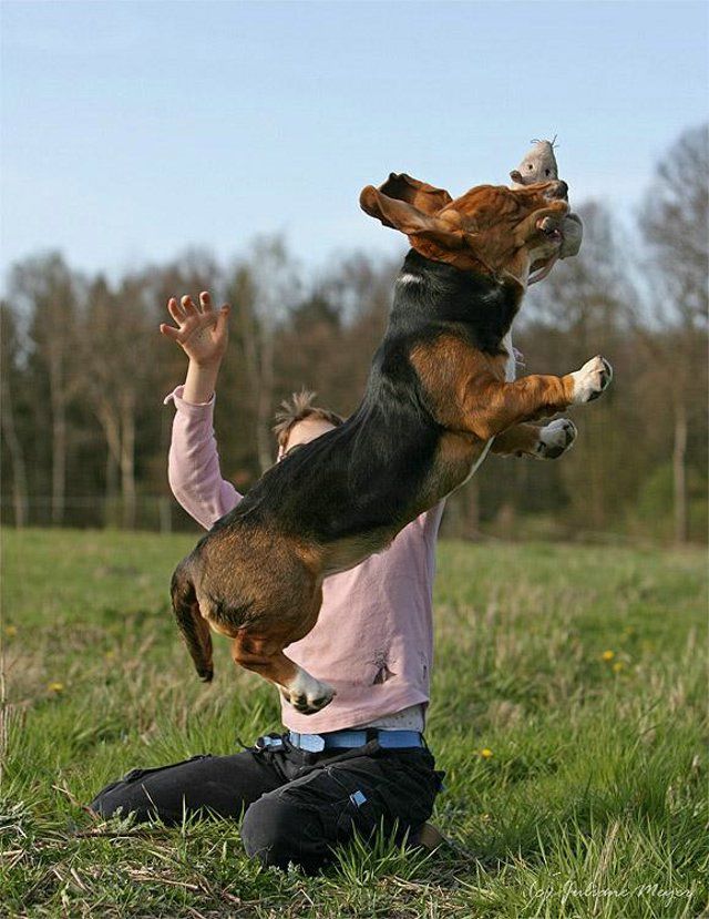 Funny Dogs (29 photos) - Izismile.com