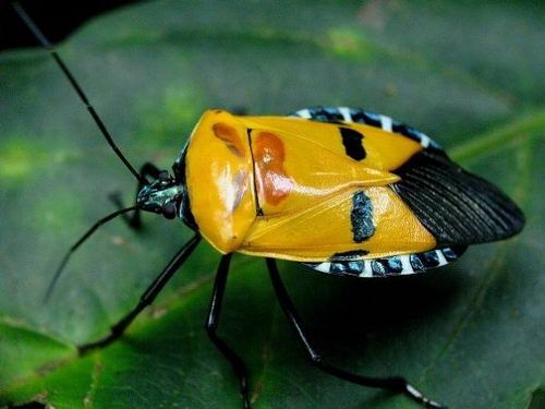 7 Incredible Bugs with Human Faces (7 photos) - Izismile.com