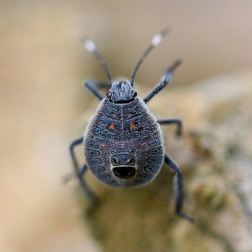 7 Incredible Bugs with Human Faces (7 photos) - Izismile.com