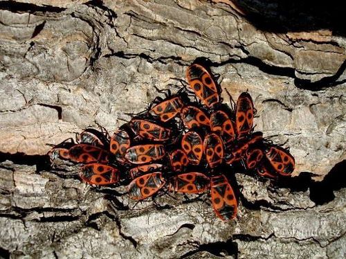 7 Incredible Bugs with Human Faces (7 photos) - Izismile.com