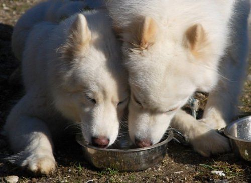 Dogs in love (6 photos) - Izismile.com