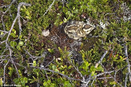 15 Fascinating Animal Camouflage (15 photos) - Izismile.com