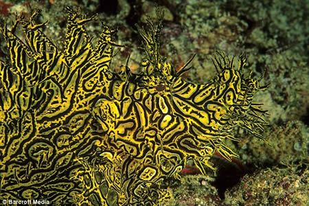15 Fascinating Animal Camouflage (15 photos) - Izismile.com