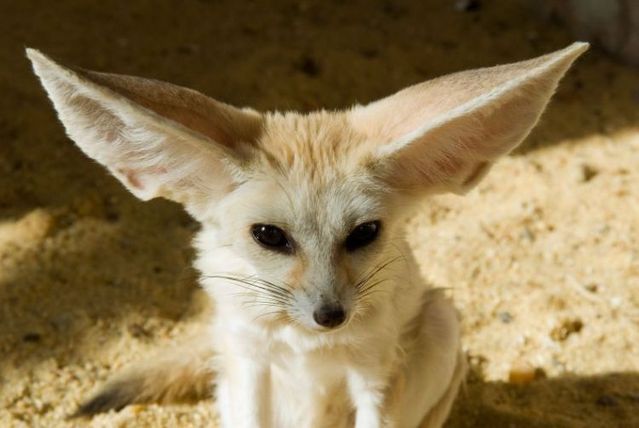 Awesome Looking Animals