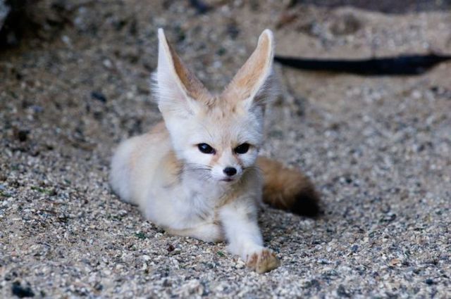 The Fennec Fox, very cute (25 photos) - Izismile.com