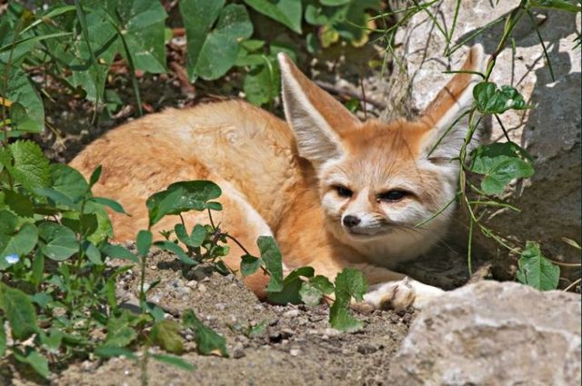 The Fennec Fox, very cute (25 photos) - Izismile.com