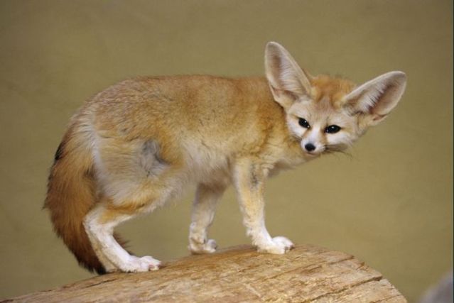 The Fennec Fox, very cute (25 photos) - Izismile.com
