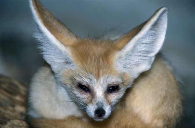 The Fennec Fox, very cute (25 photos) - Izismile.com