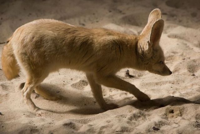 The Fennec Fox, very cute (25 photos) - Izismile.com