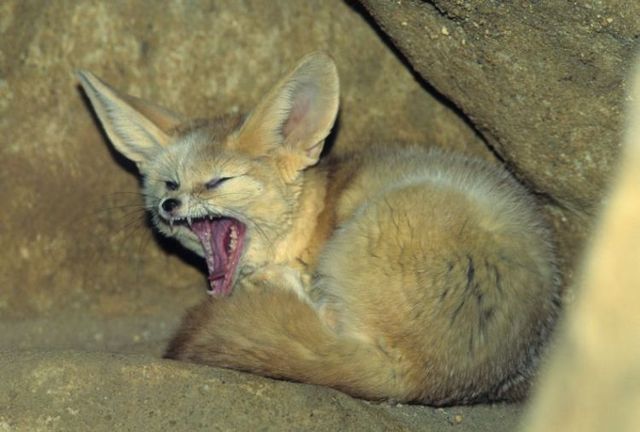 The Fennec Fox, very cute (25 photos) - Izismile.com