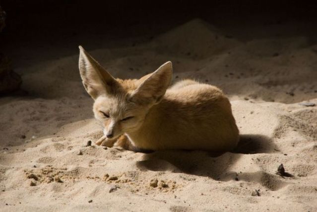 The Fennec Fox, very cute (25 photos) - Izismile.com