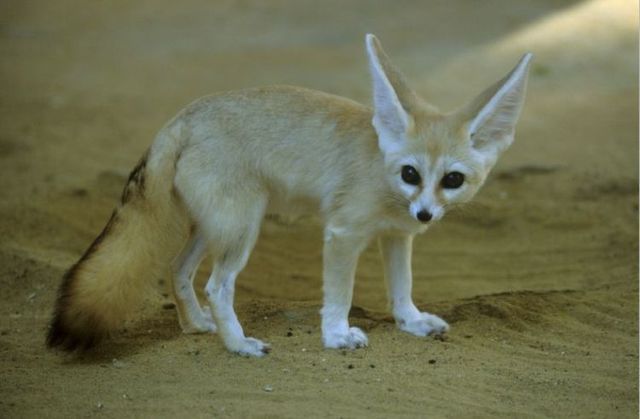 The Fennec Fox, very cute (25 photos) - Izismile.com