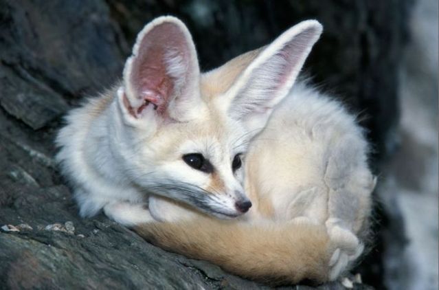 The Fennec Fox, very cute (25 photos) - Izismile.com