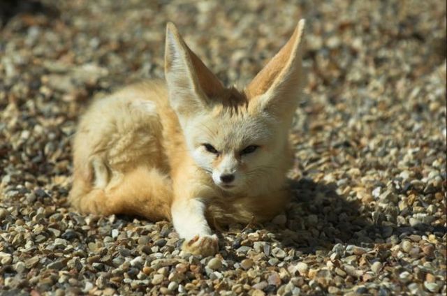 The Fennec Fox, very cute (25 photos) - Izismile.com