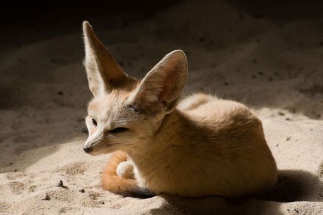 The Fennec Fox, very cute (25 photos) - Izismile.com