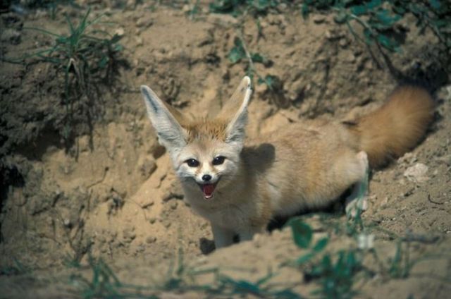 The Fennec Fox, very cute (25 photos) - Izismile.com
