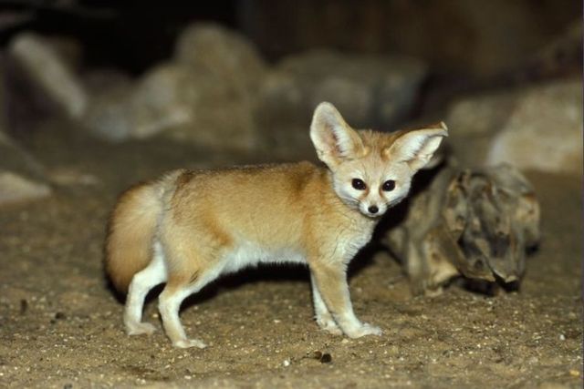 The Fennec Fox, very cute (25 photos) - Izismile.com