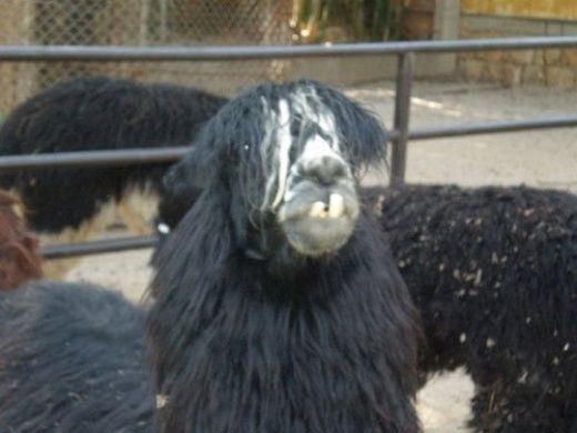 Funny lamas (10 photos) - Izismile.com