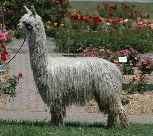 Funny lamas (10 photos) - Izismile.com