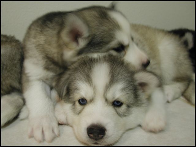 Cute puppies (18 photos) - Izismile.com