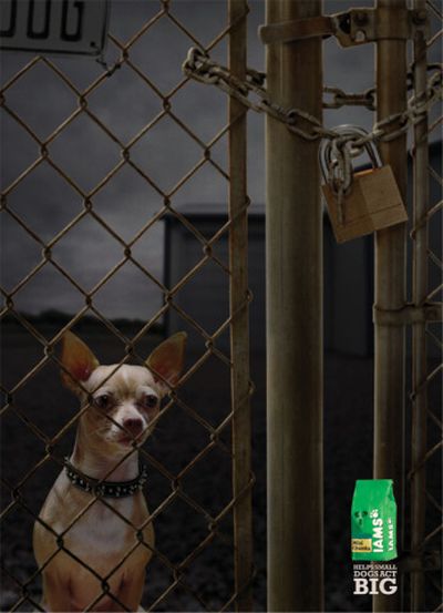 Hilarious pet ads (10 photos) - Izismile.com