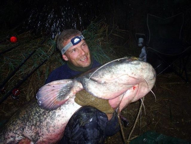 Fishing the wels catfish (18 photos) - Izismile.com