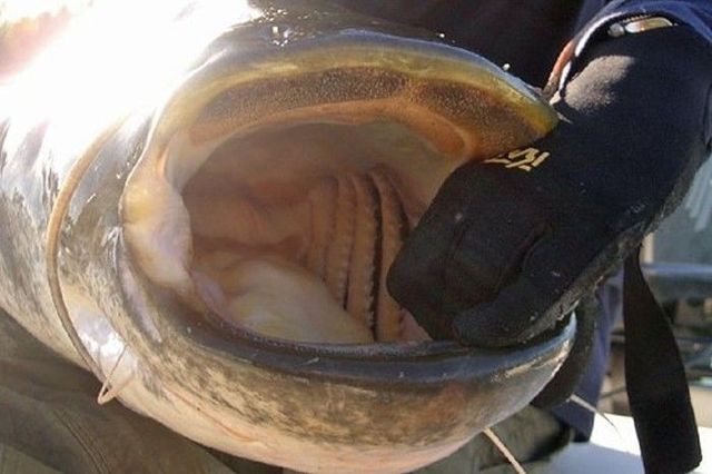 Fishing the wels catfish (18 photos) - Izismile.com