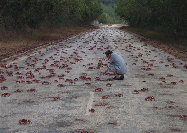 Crab invasion (7 photos) - Izismile.com