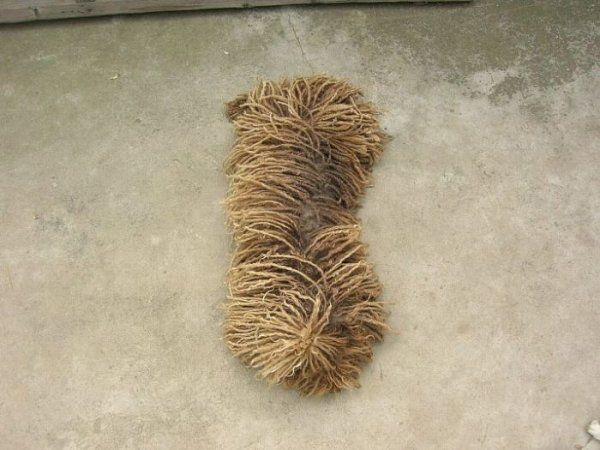 A live mop (8 photos) - Izismile.com