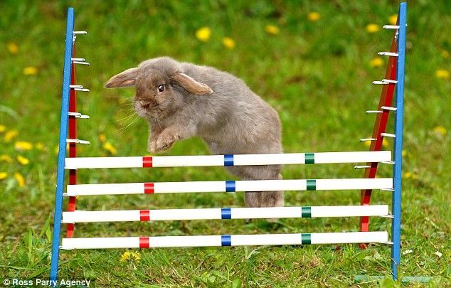 Competition of rabbits (5 pics) - Izismile.com
