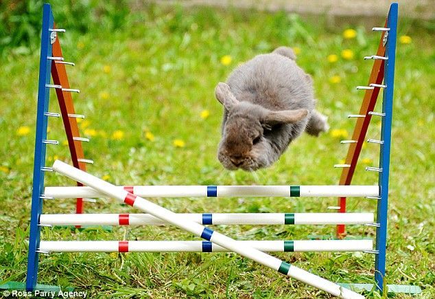 Competition of rabbits (5 pics) - Izismile.com
